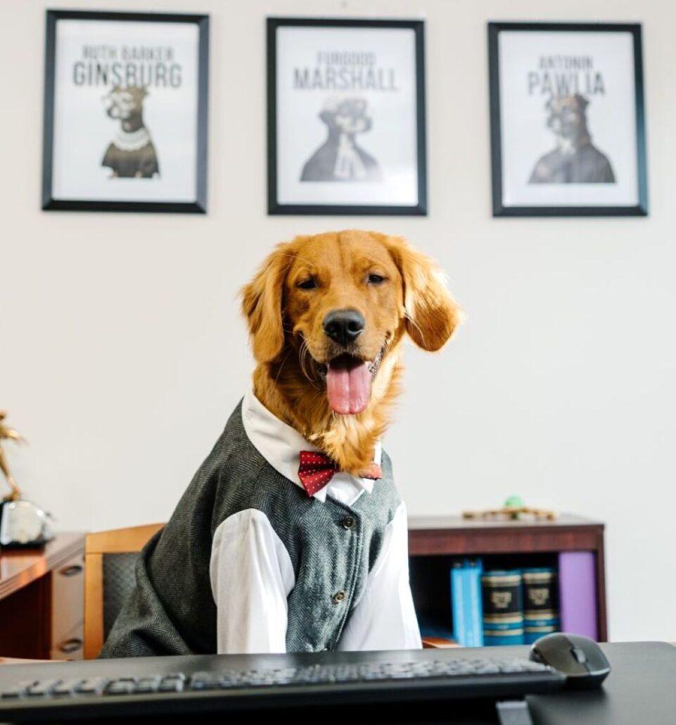 Justice the Law Dog | Unleashing Justice for You